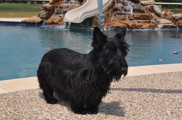 AKC Scottish Terrier Puppies For Sale & Breeders in Texas | Brister ...