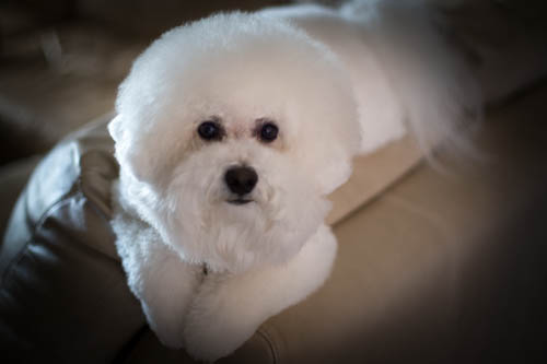 Bichon Frise & Scottish Terrier Photo Gallery | Brister Family Terriers