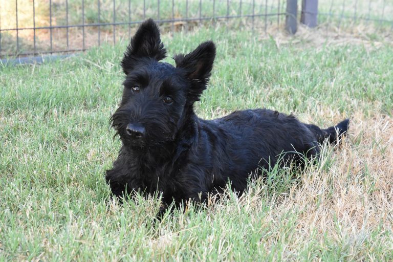 AKC Scottish Terrier Puppies For Sale & Breeders in Texas by Brister ...